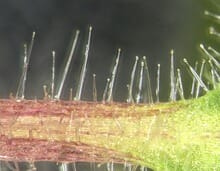 The Anatomy of The Trichome