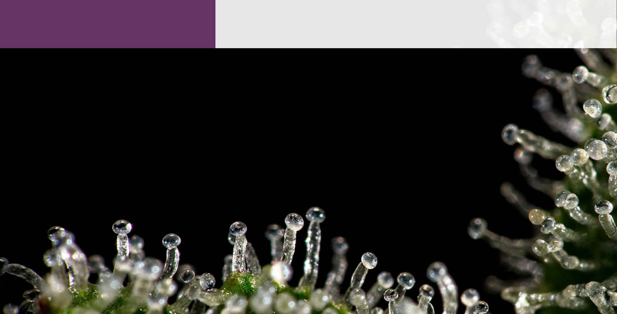 Cannabis Trimmer - Wet & Dry Trimming | The Original Resinator