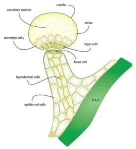 The Anatomy of The Trichome